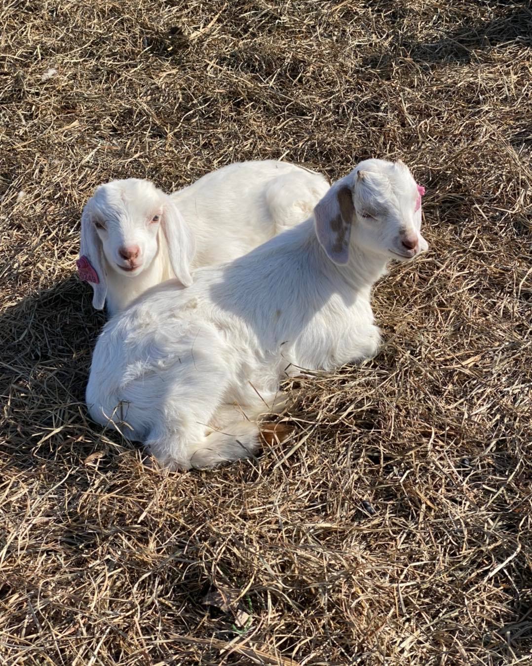 Goats Combat (Eat) Invasive Species - Mid-West Farm Report