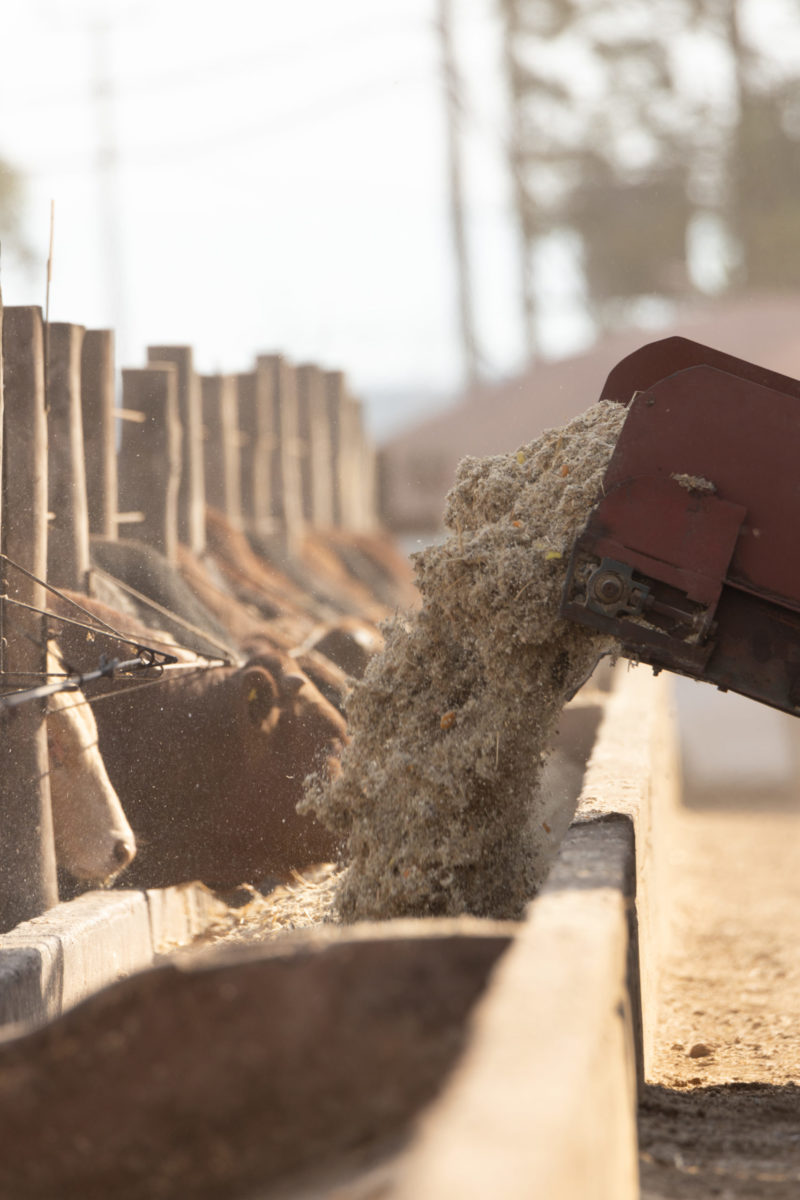 Feedlot Inventories Grow - Mid-West Farm Report