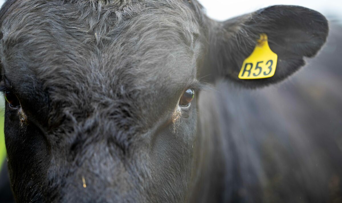 Renew Your Beef Quality Assurance Certification - Mid-West Farm Report