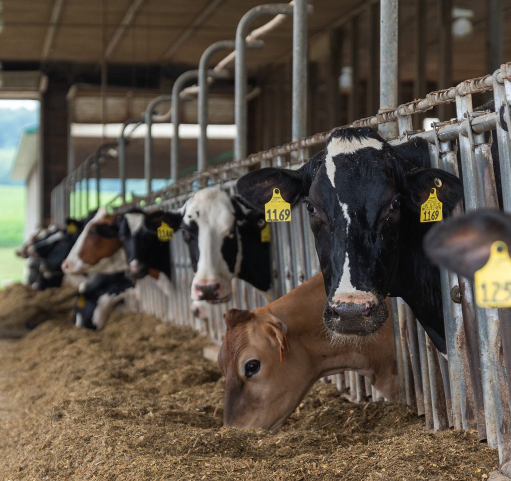 Pierce County Dairy Breakfast Comes to UWRF - Mid-West Farm Report