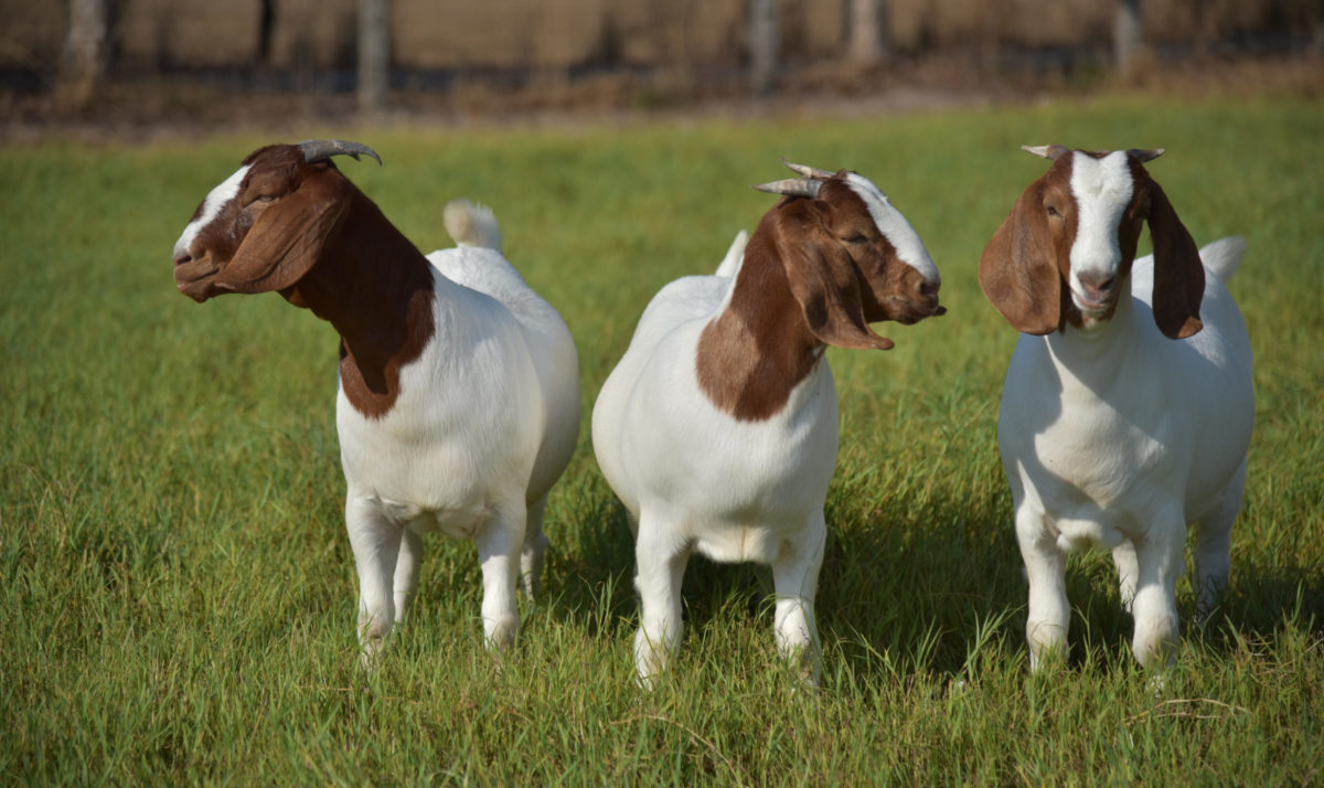 Meat Goat Group Unites The Industry - Mid-West Farm Report