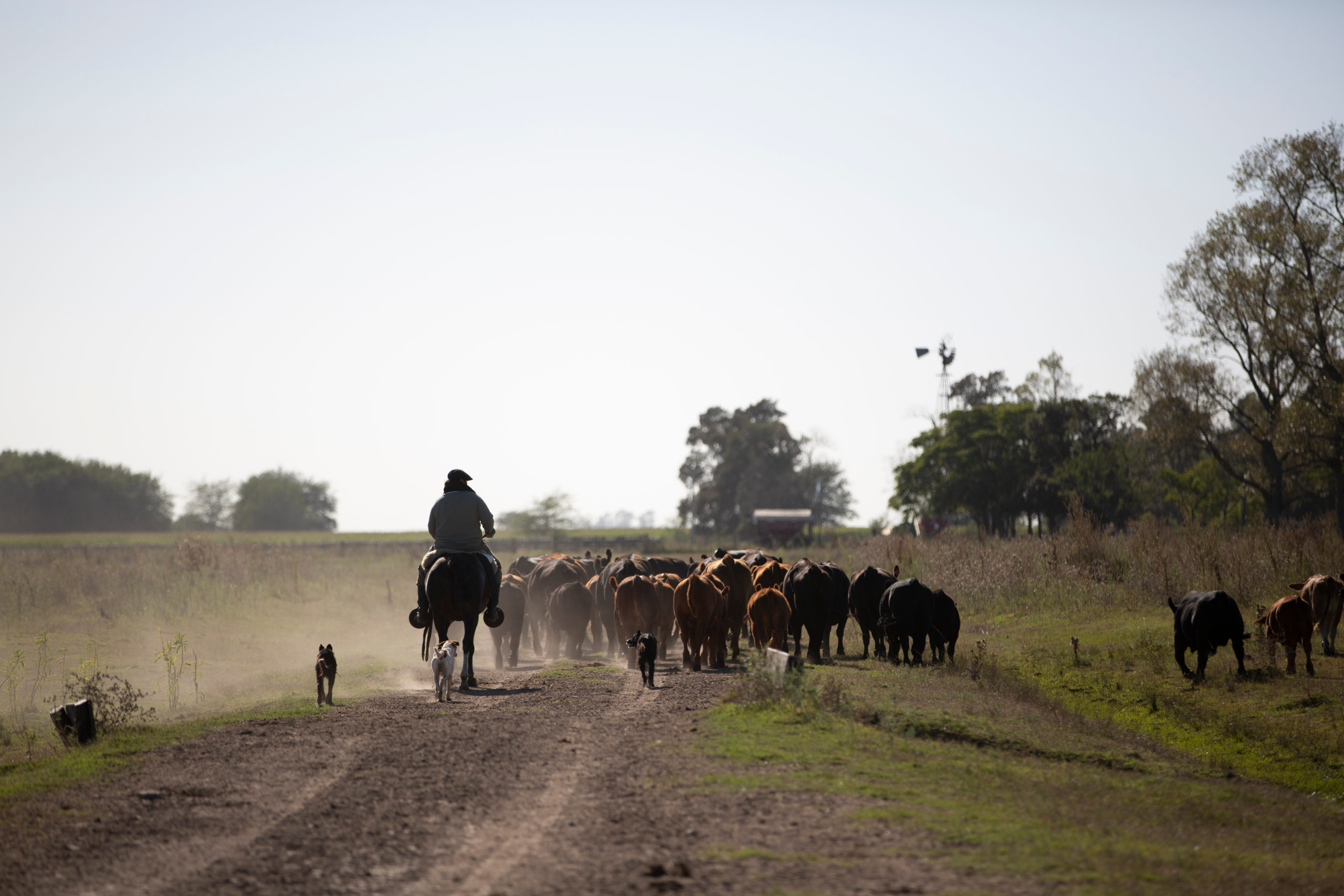 NCBA - Beef Bounces Back - Mid-West Farm Report