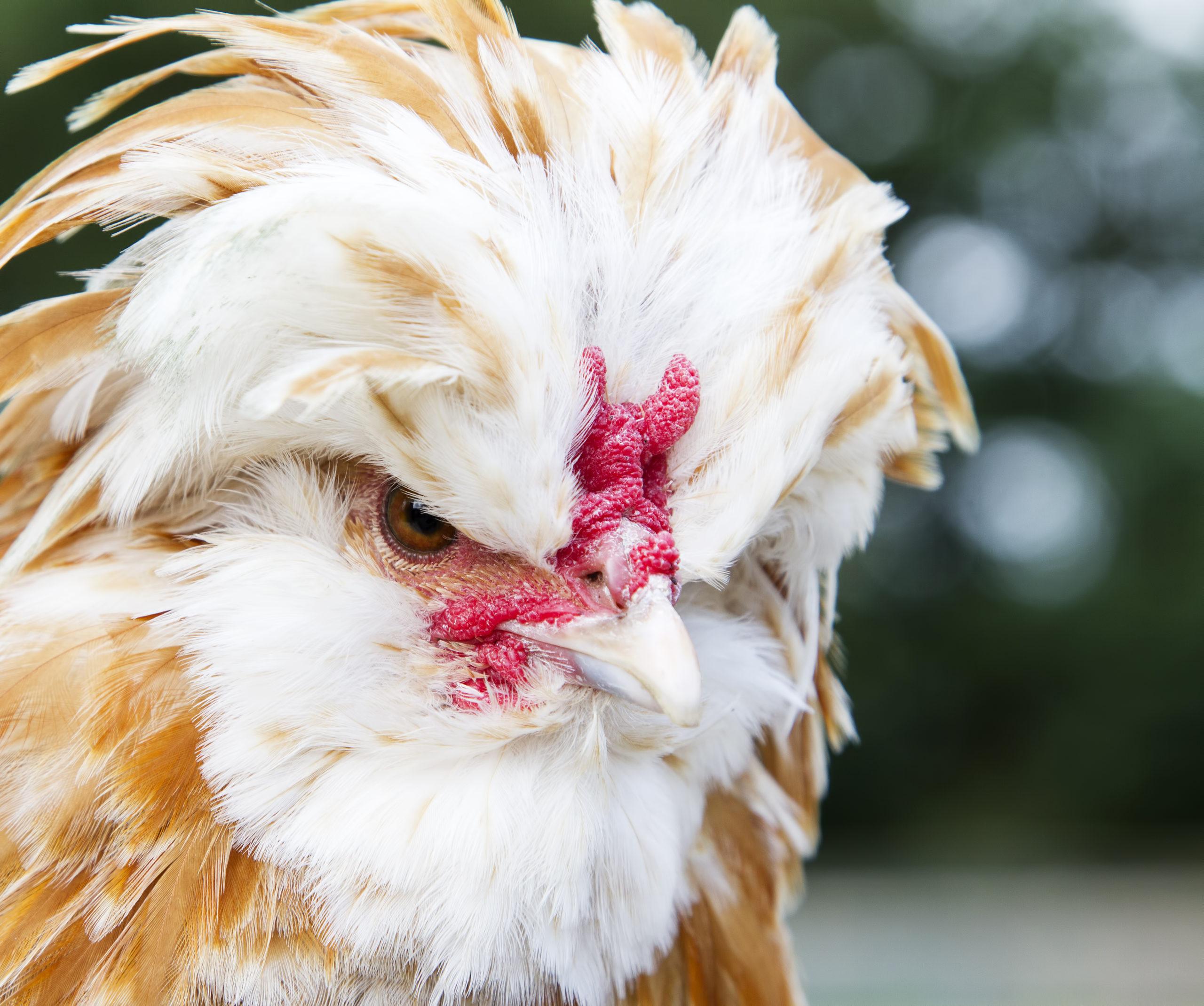 Extravagant Birds - Extravagant Care - Mid-West Farm Report