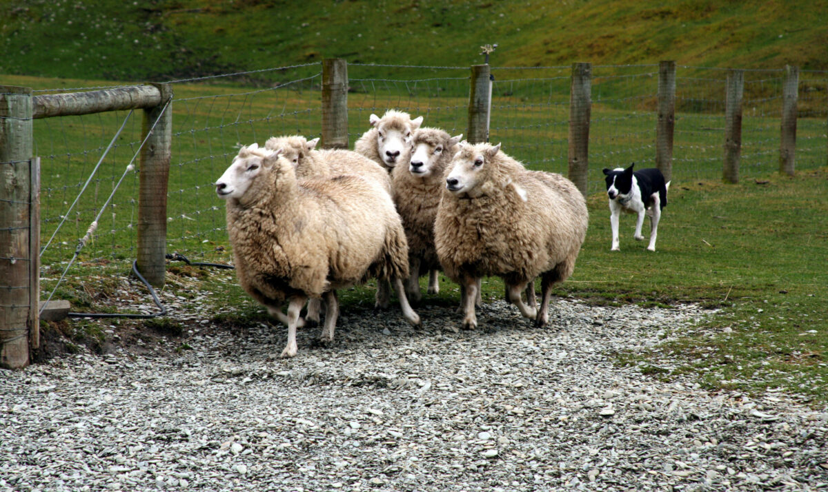 Man's Best Friend - And Farmhand - Mid-West Farm Report