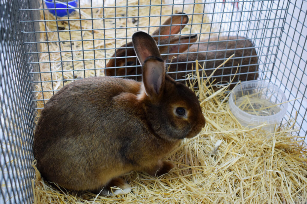 Rabbit Judge Focuses On Education - Mid-West Farm Report