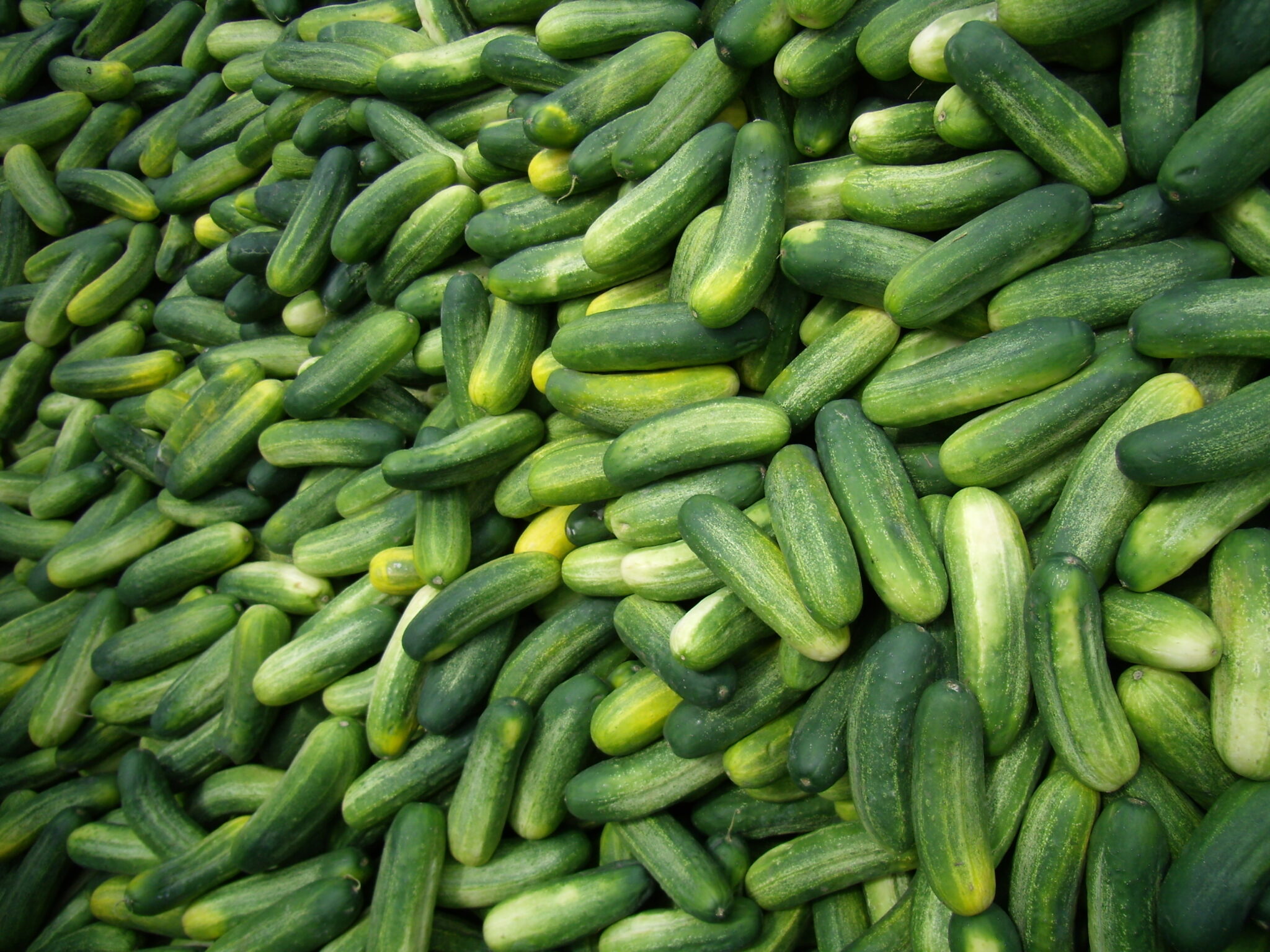 Your Pickle May Have Started Here in Wisconsin - Mid-West Farm Report