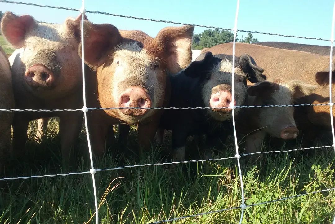 Hog Harvest Higher Than Year Ago - Mid-West Farm Report