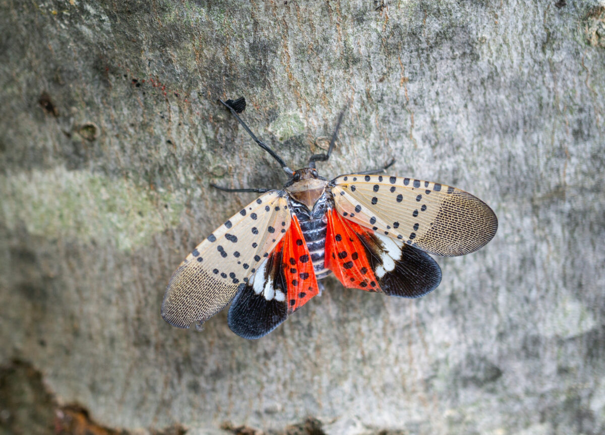 Invasive Insect Could Cause Threat - Mid-West Farm Report