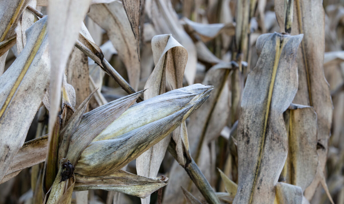 First Reports Of Frost - Mid-West Farm Report