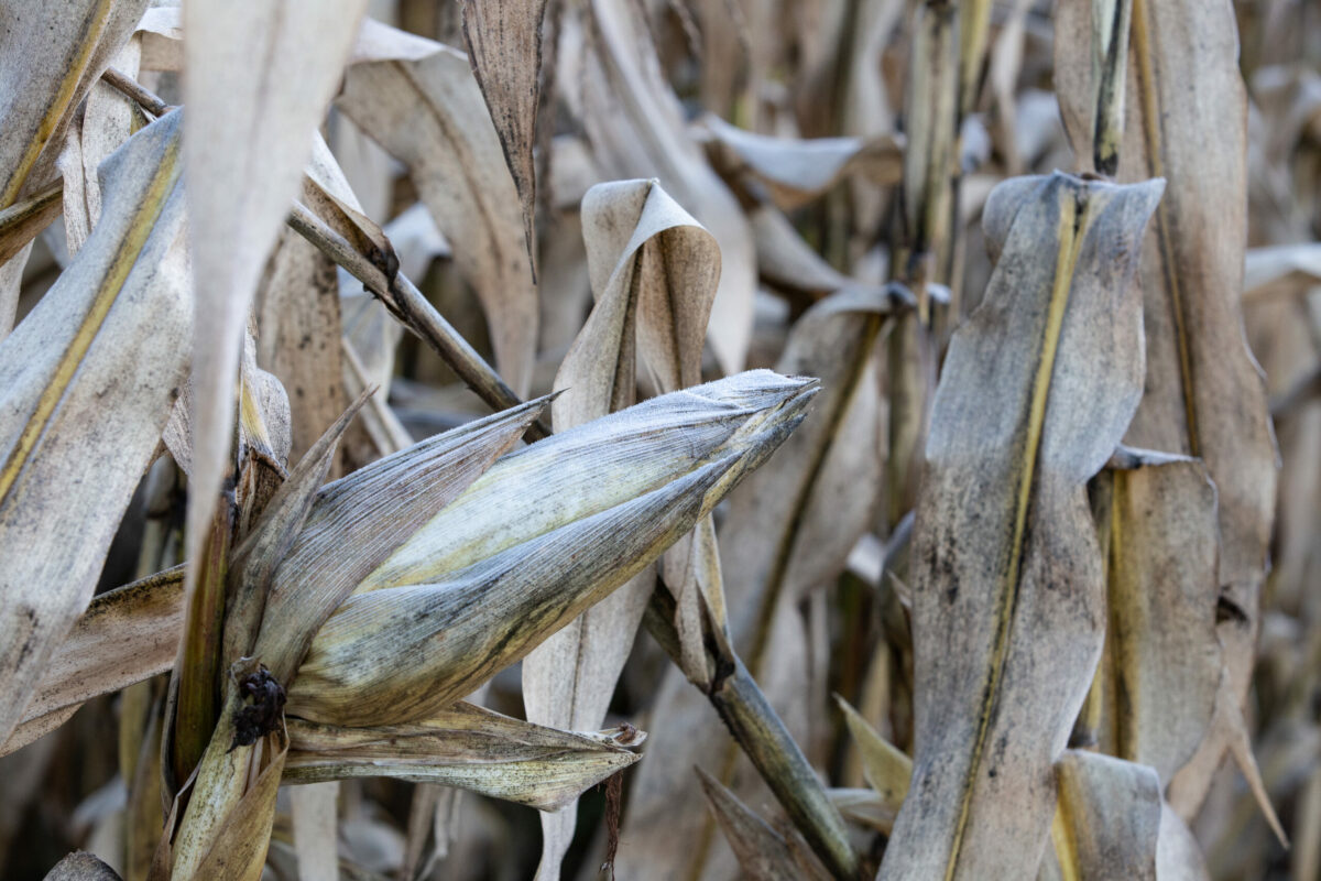 First Reports Of Frost - Mid-West Farm Report