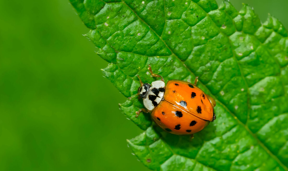 Spooky Halloween Insects - Mid-West Farm Report