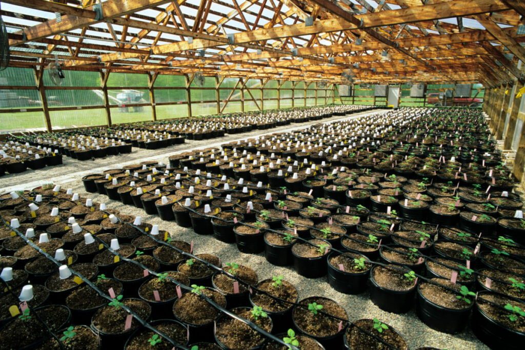 Partnership To Improve Seed Potatoes - Mid-West Farm Report