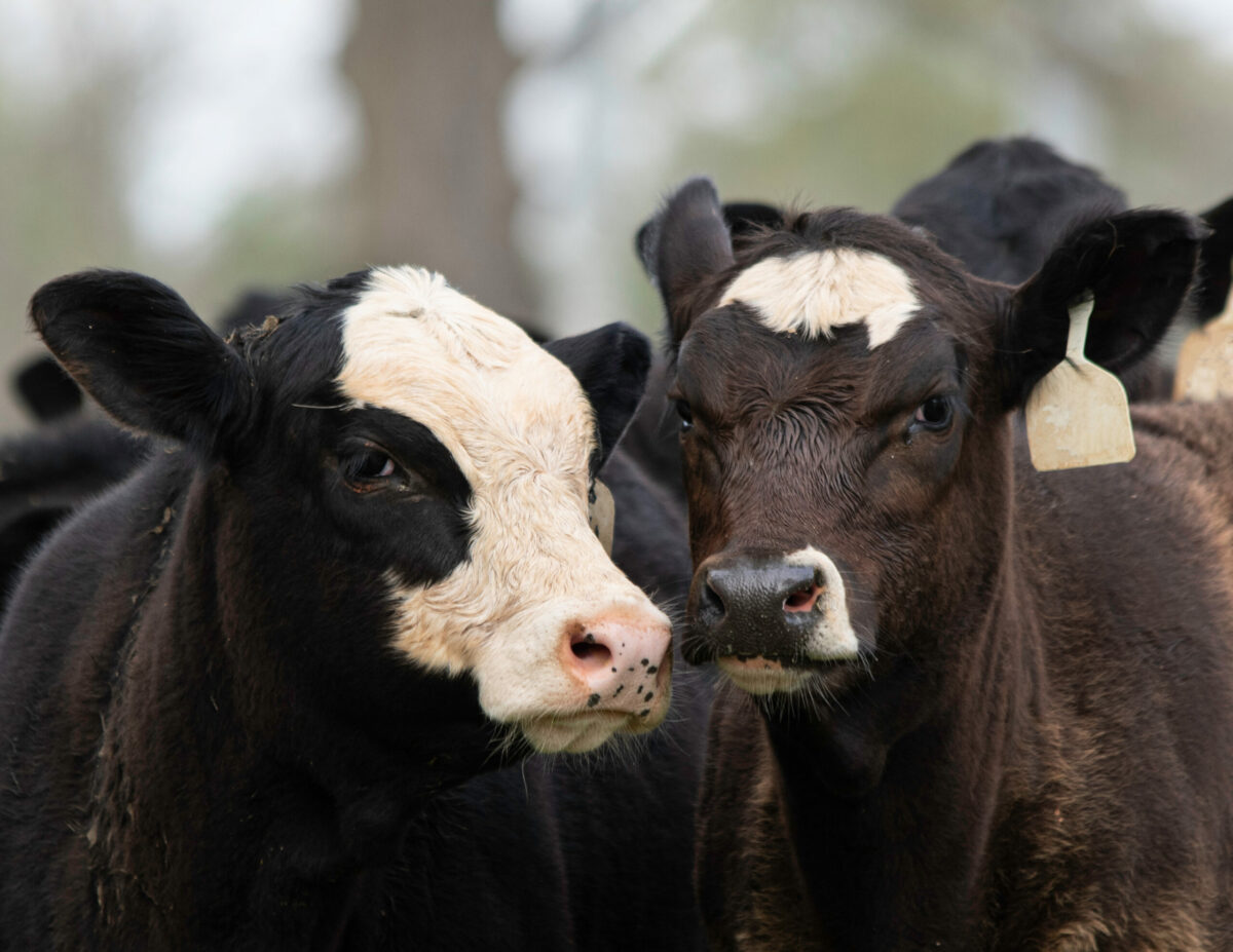 Improving Traits In Beef x Dairy - Mid-West Farm Report