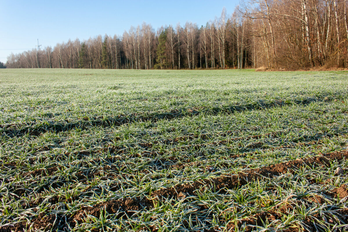 What To Do With Cover Crops This Spring - Mid-West Farm Report