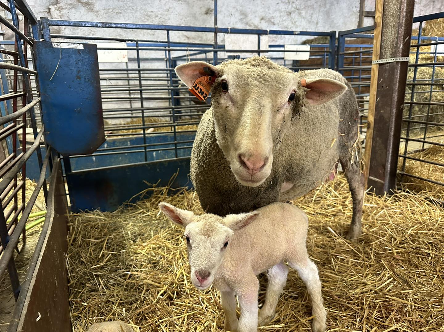 Ewe Got This – Lambing Basics Workshop - The Farm