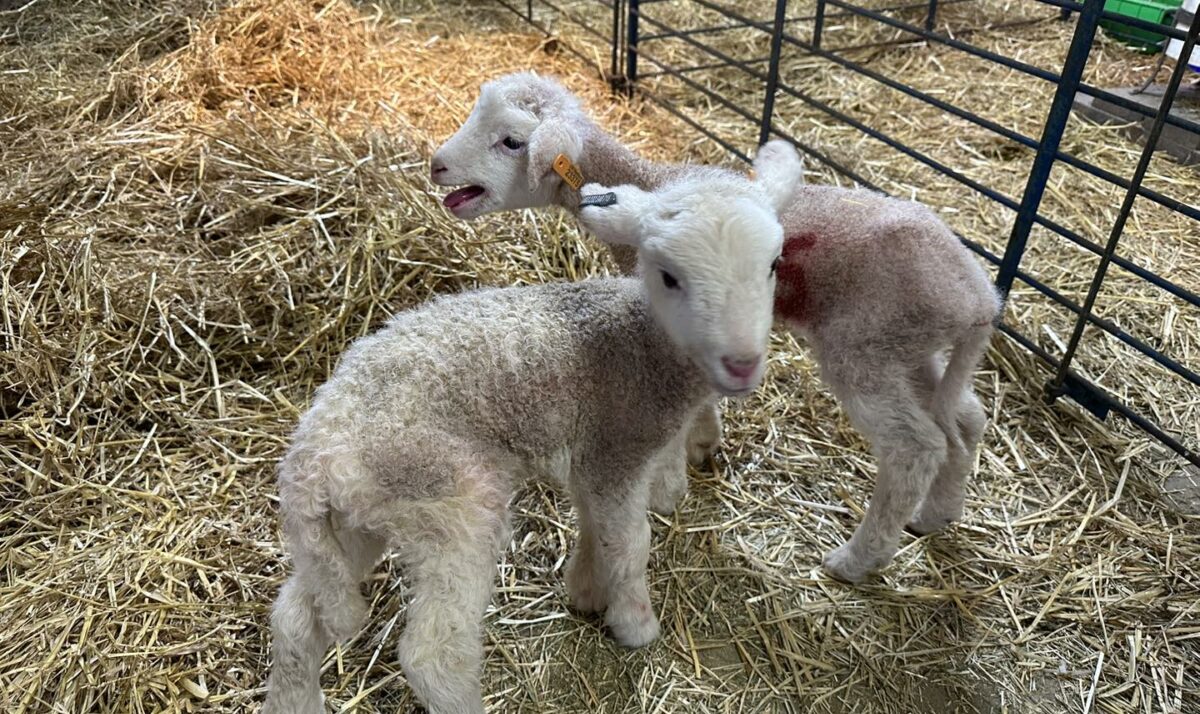 USDA Conducts Sheep Health Study - Mid-West Farm Report