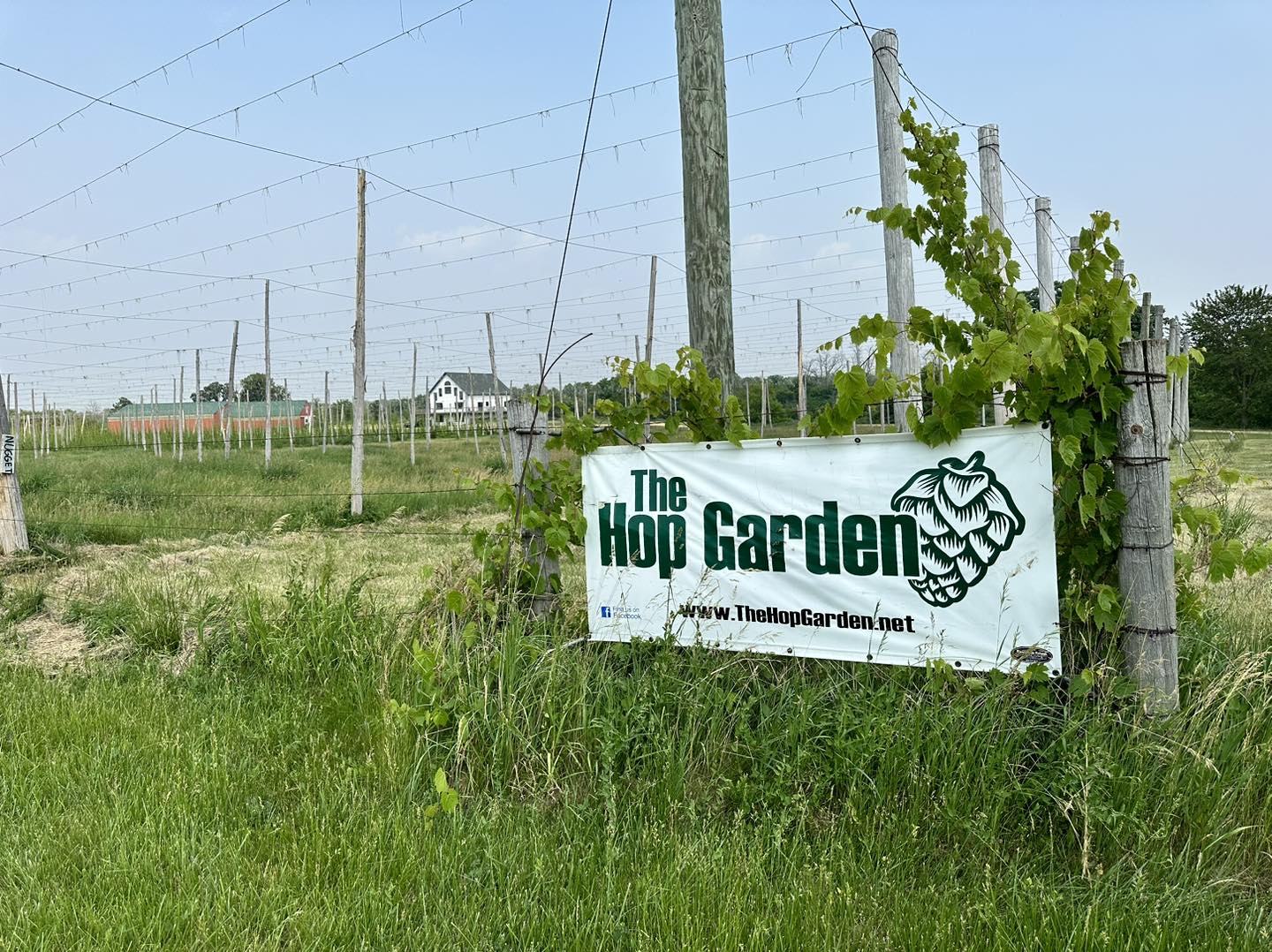 Hop Yard Deals With Drought, Too - Mid-West Farm Report