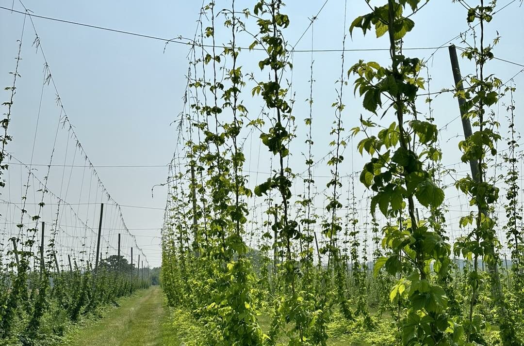 Lens On Wisconsin Hops - Mid-West Farm Report