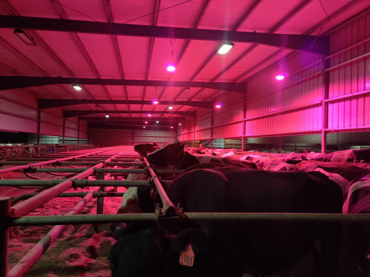 Dairy Farmer Experiments with LED Lights - Mid-West Farm Report