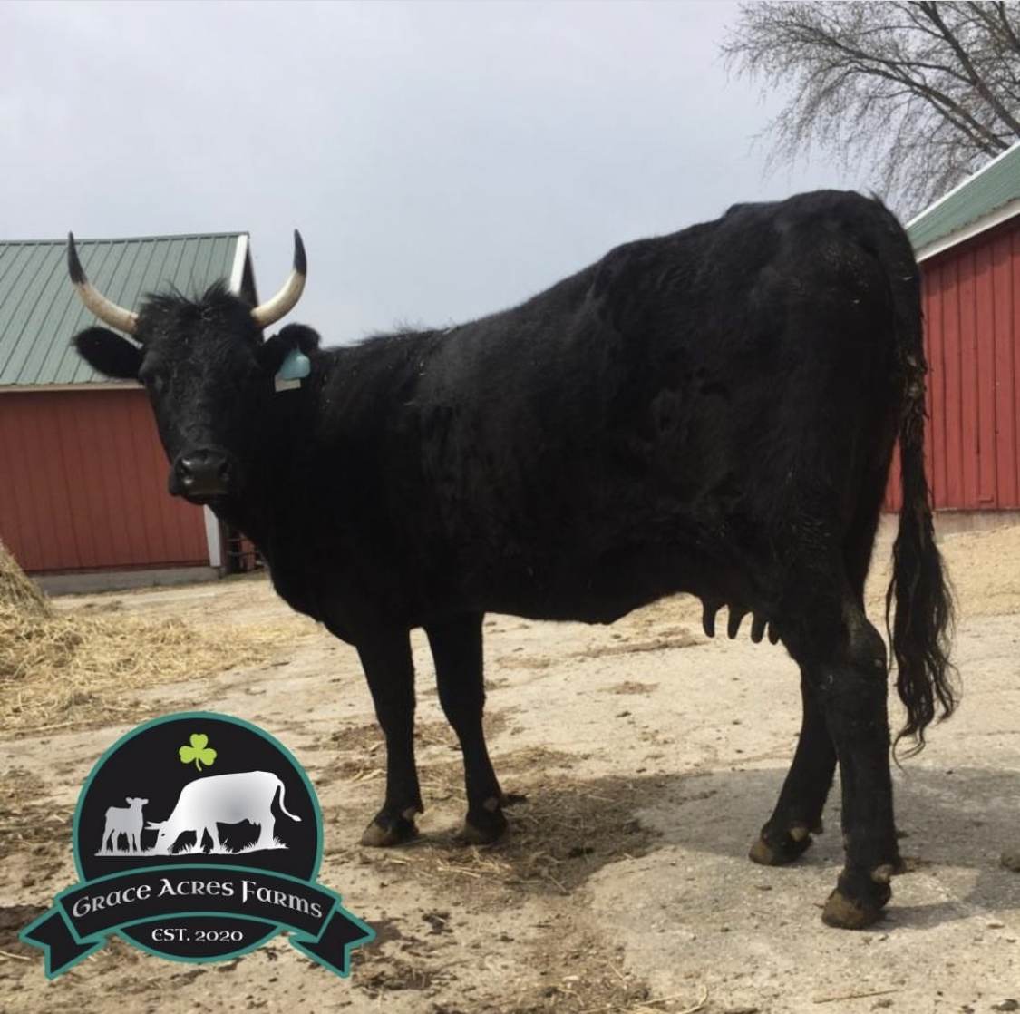 Kerry Cows: A Rare Dairy Breed