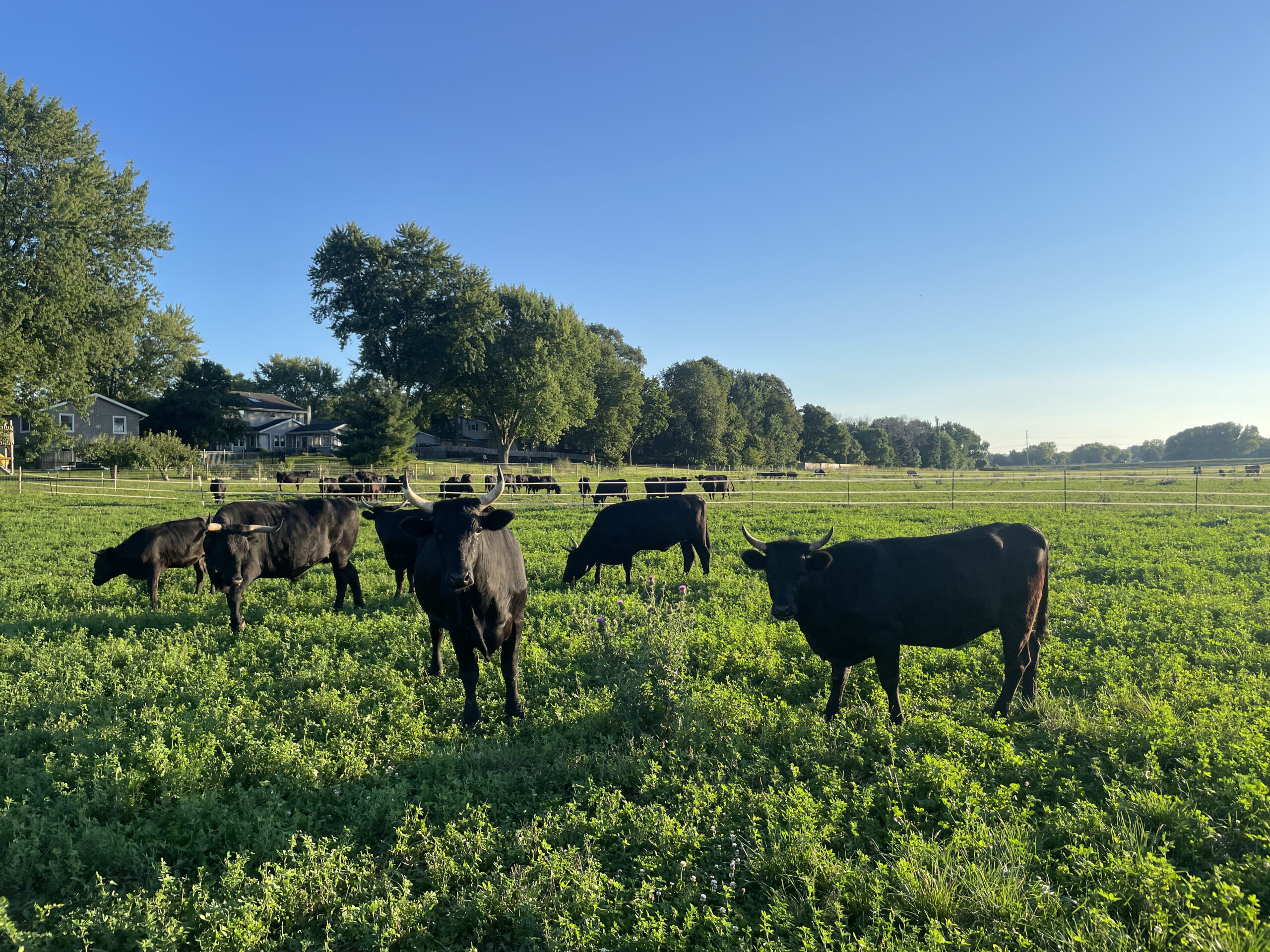 Kerry Cows: A Rare Dairy Breed