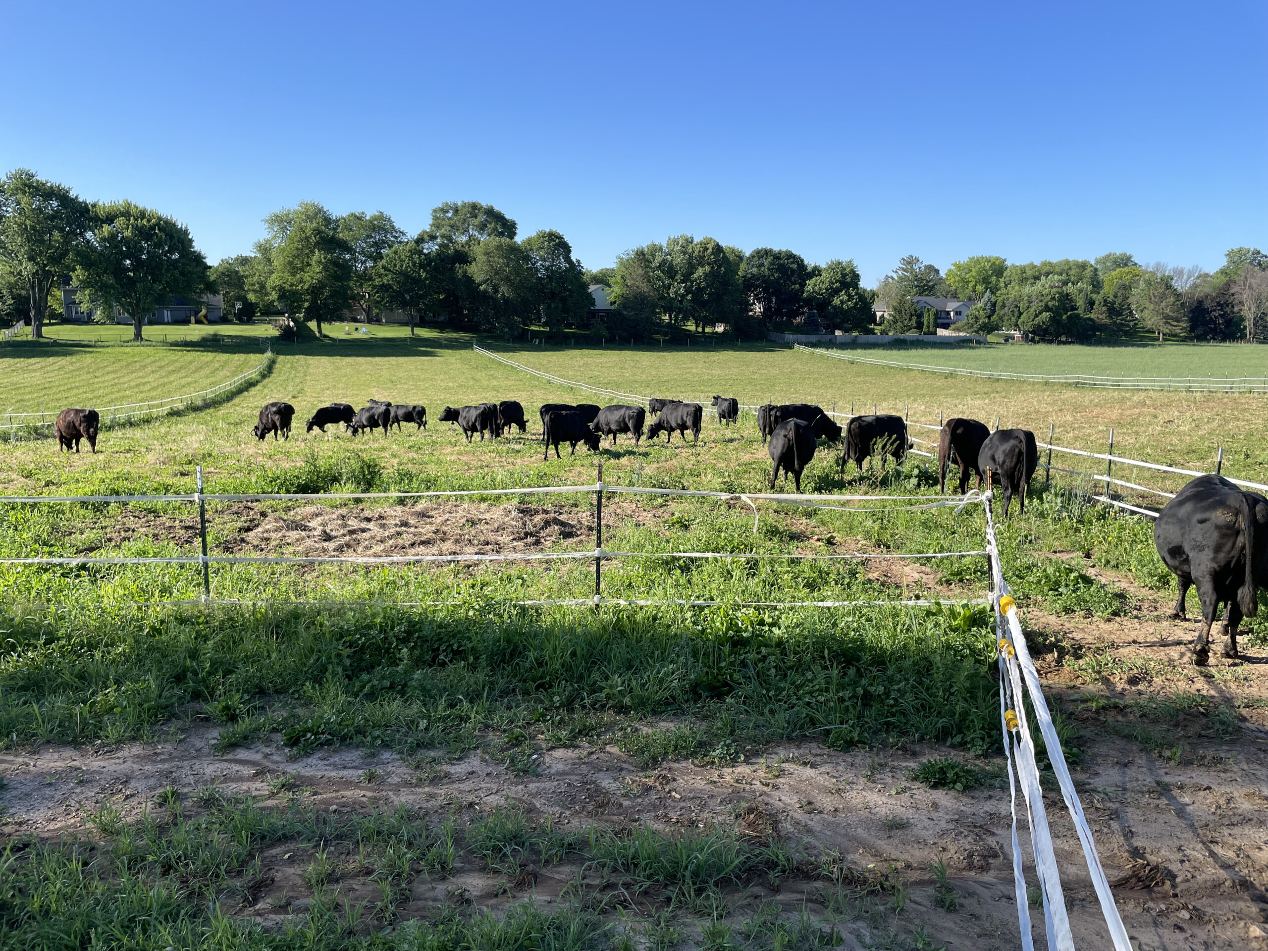 Kerry Cows: A Rare Dairy Breed