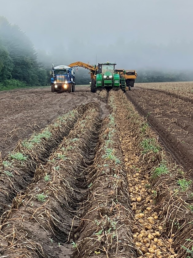 Yellow Potato Harvest Underway - Mid-West Farm Report