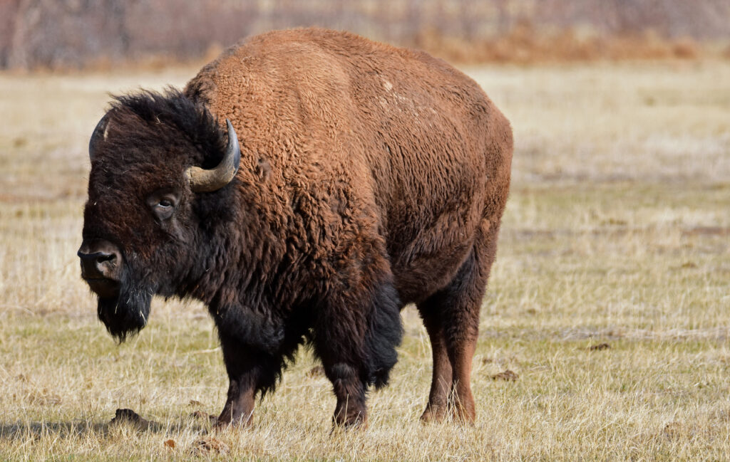 Getting The Word Out About Bison - Mid-West Farm Report