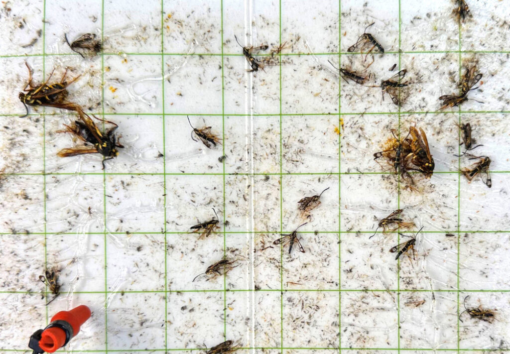 Orchard Pests To Watch For - Mid-West Farm Report