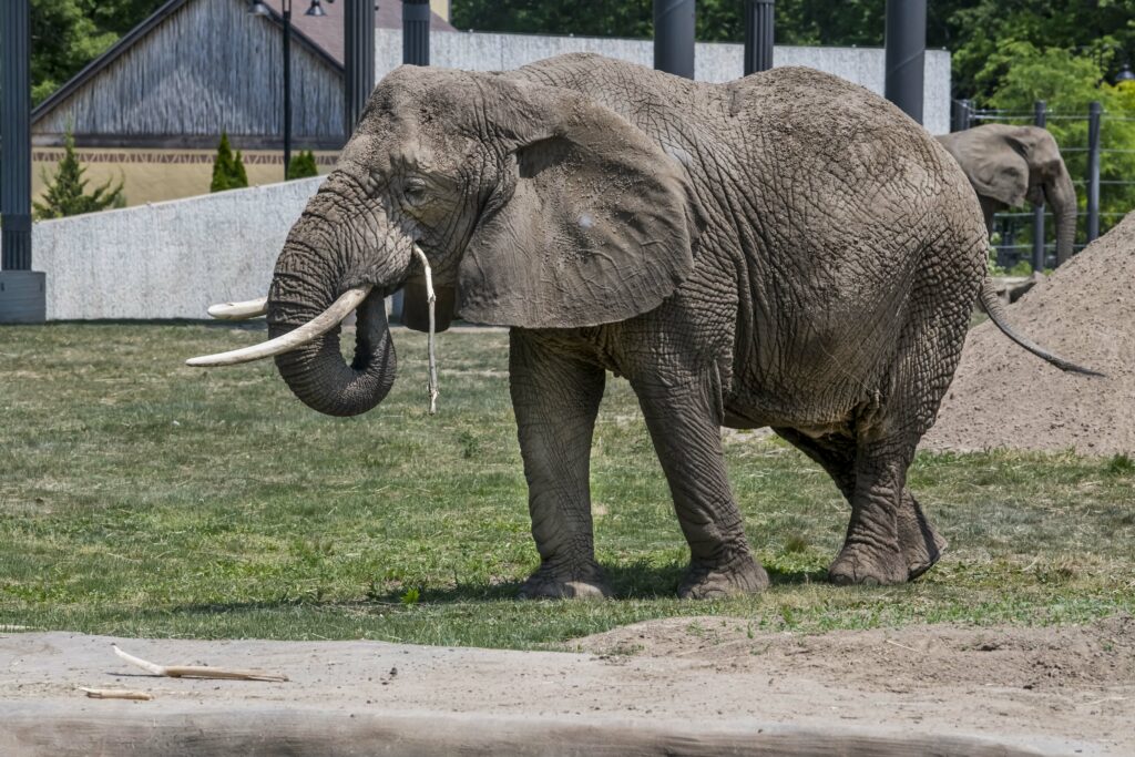 Comparing Cows to Elephants: A Zookeeper's Perspective - Mid-West Farm ...
