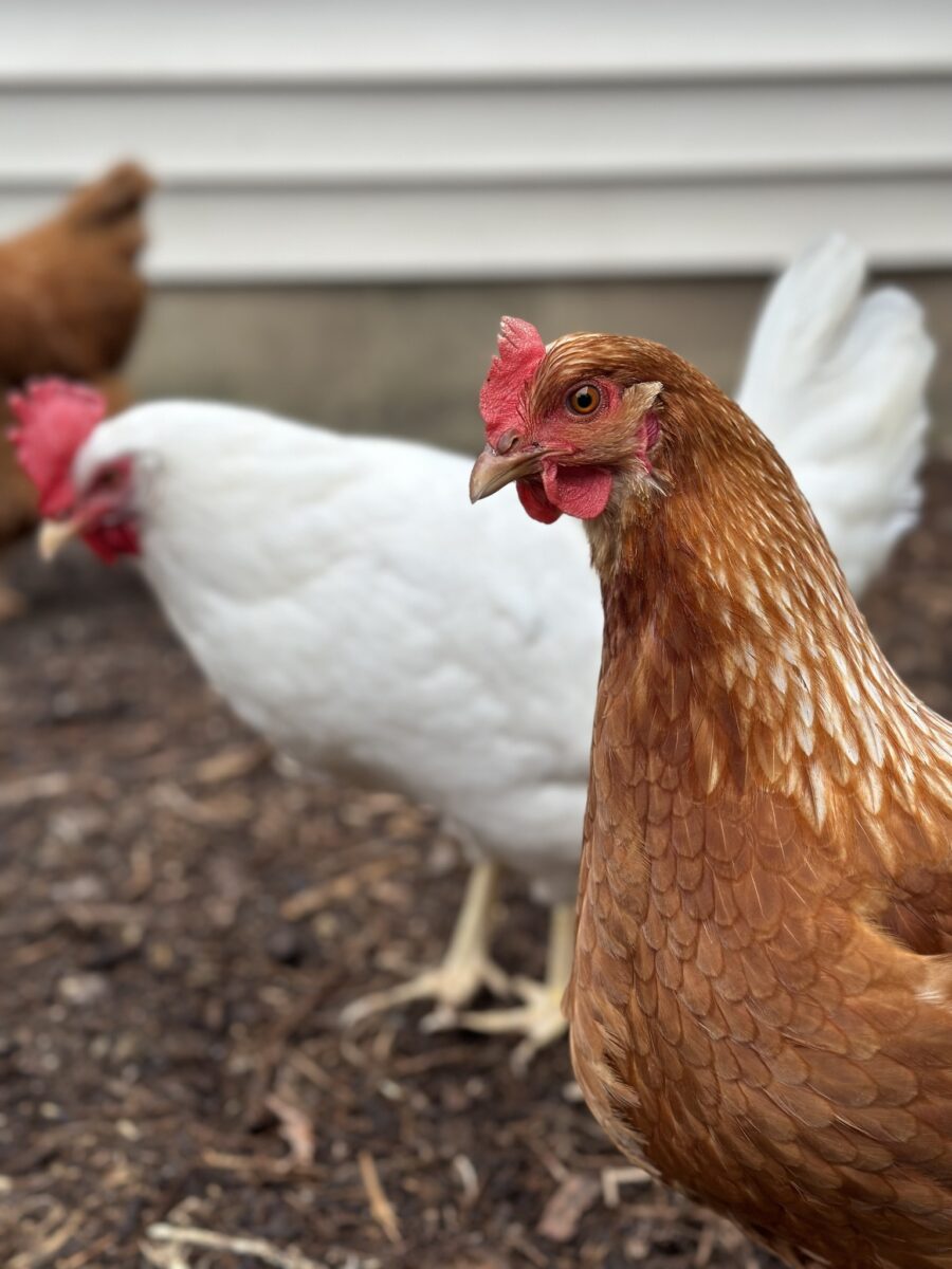 Wisconsin Farms on Alert: How to Guard Against Bird Flu - Mid-West Farm ...