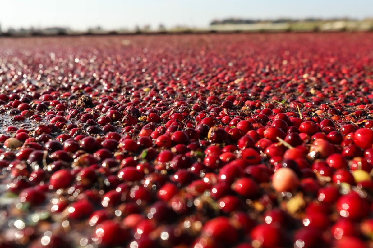 Join The WI Cranberry Board - Mid-West Farm Report
