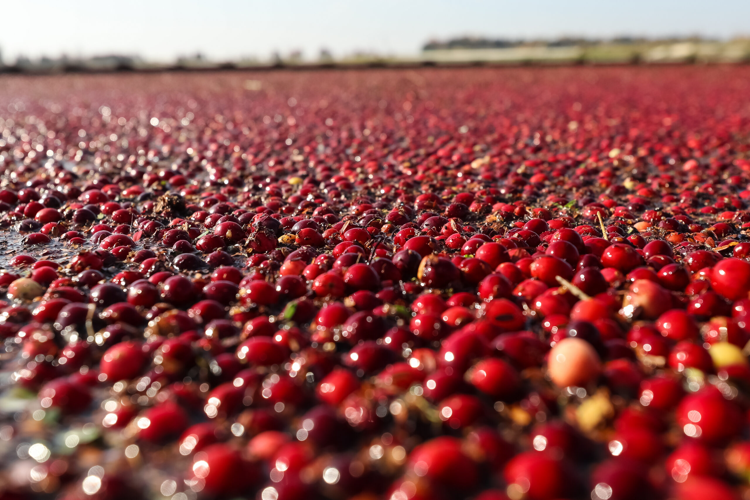 Cranberry Crop Projections Released - Mid-West Farm Report