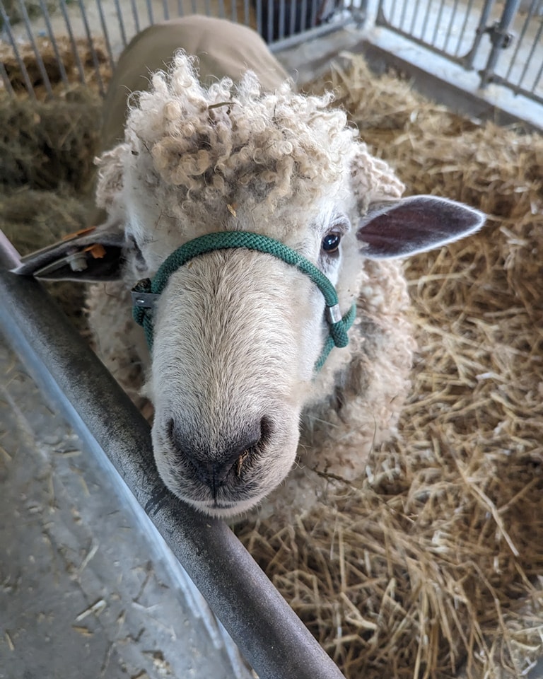 Lamb Prices Above 5-year Average - The Farm