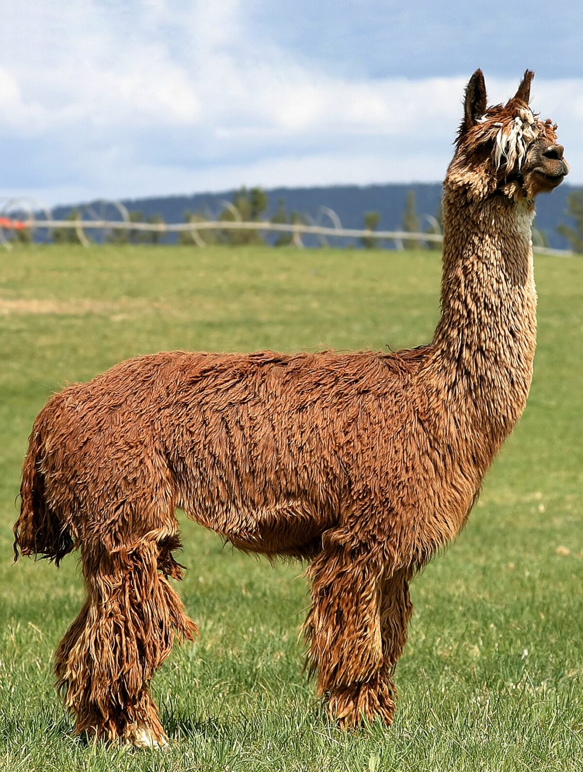 Celebrate National Alpaca Farms Day - Mid-West Farm Report