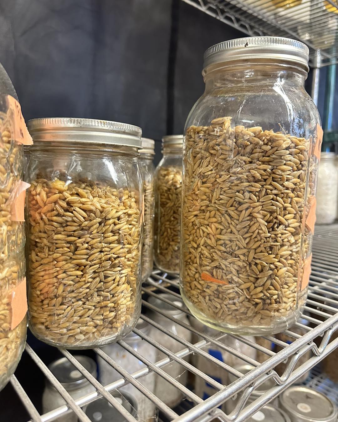 What Does It Take To Be A Mushroom Farmer? - Mid-West Farm Report