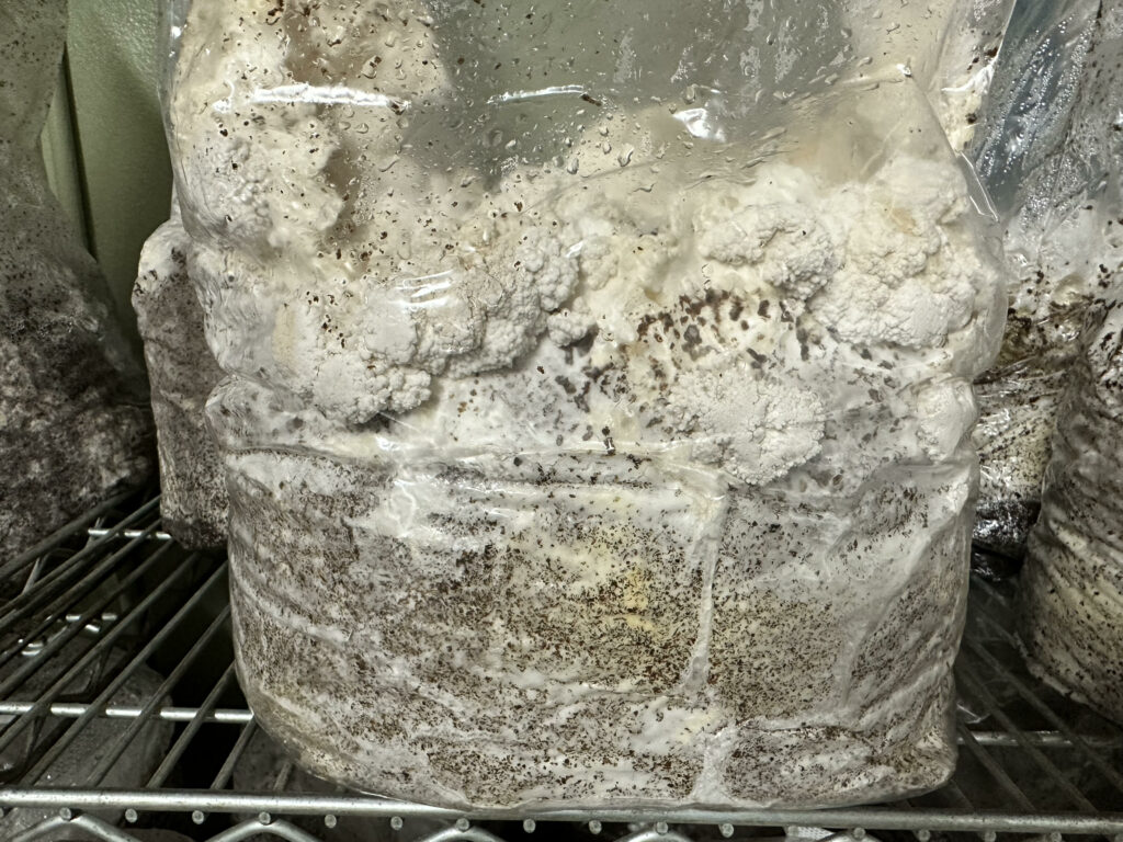 What Does It Take To Be A Mushroom Farmer? - Mid-West Farm Report