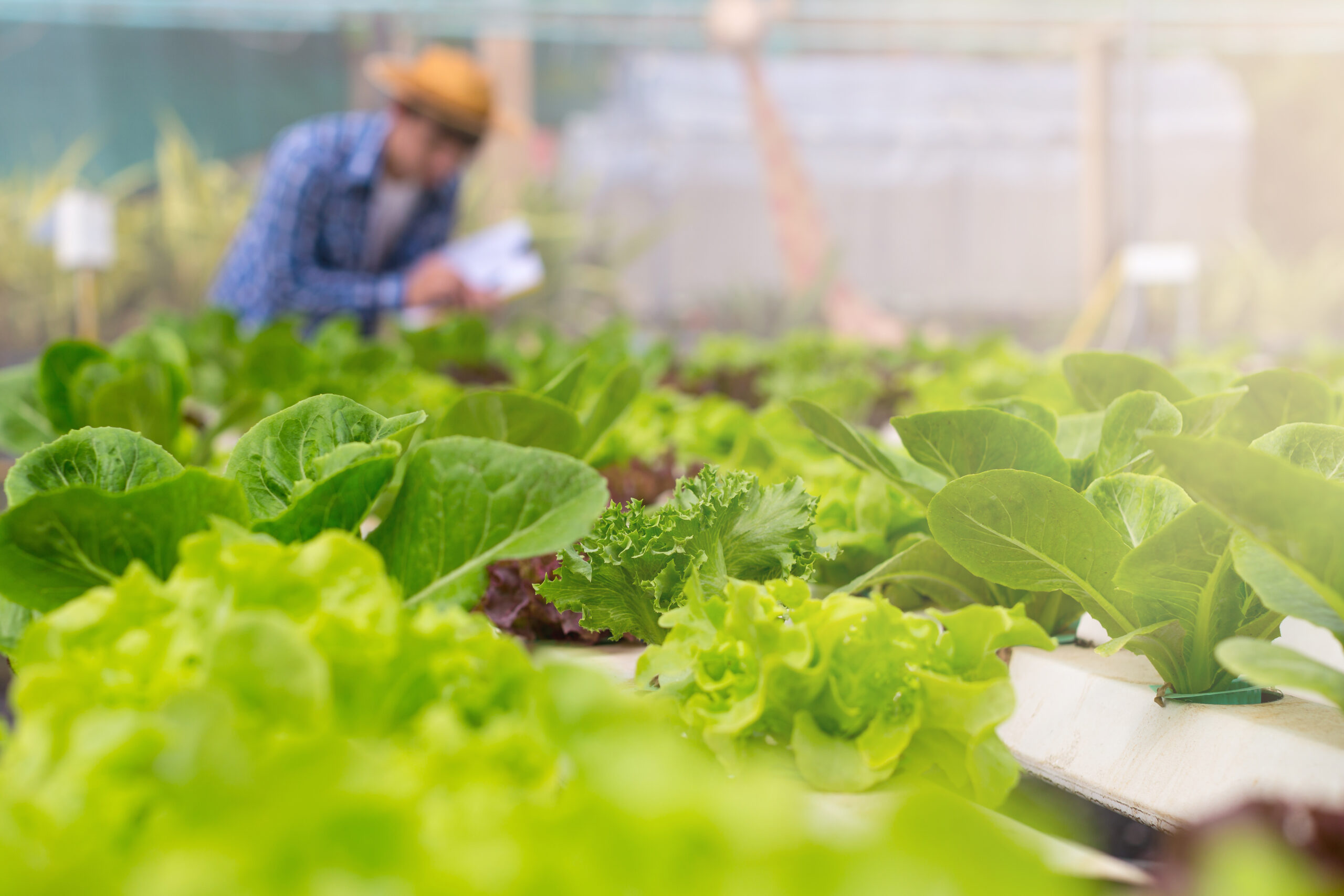 Baldwin Introduces Bill Supporting Organic Producers - Mid-West Farm Report