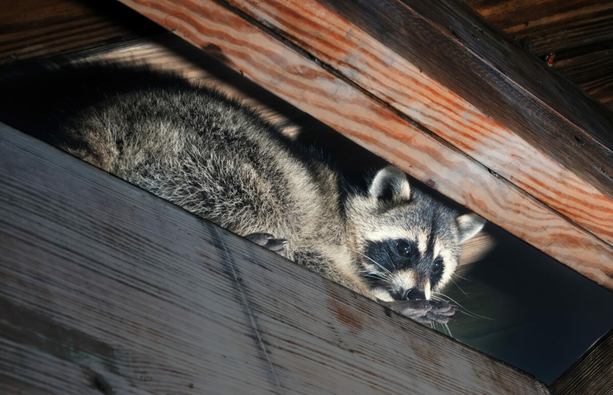 Home Invaders: Animal Edition - Mid-West Farm Report