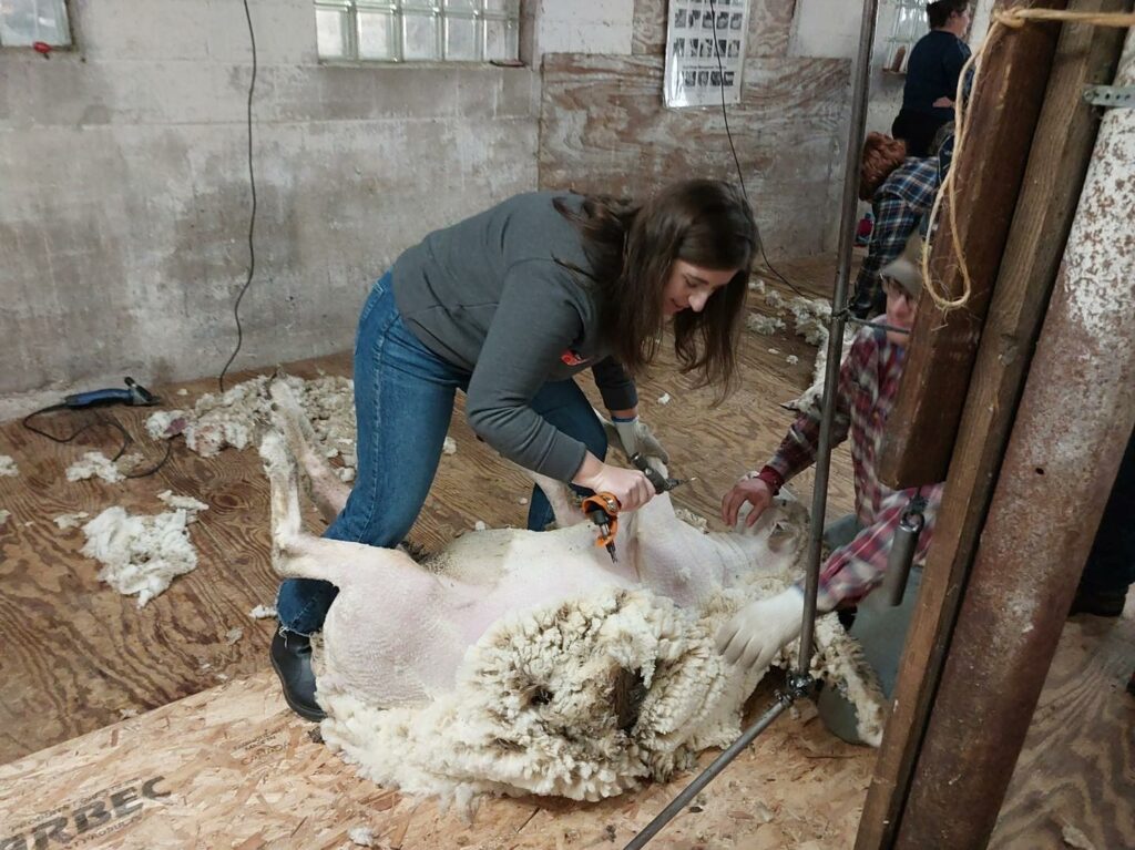 Full Classroom (Barn) For Sheep Shearing School - Mid-West Farm Report