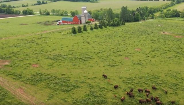 Lean Red Meat Offered By Bison On The Rise - Mid-West Farm Report