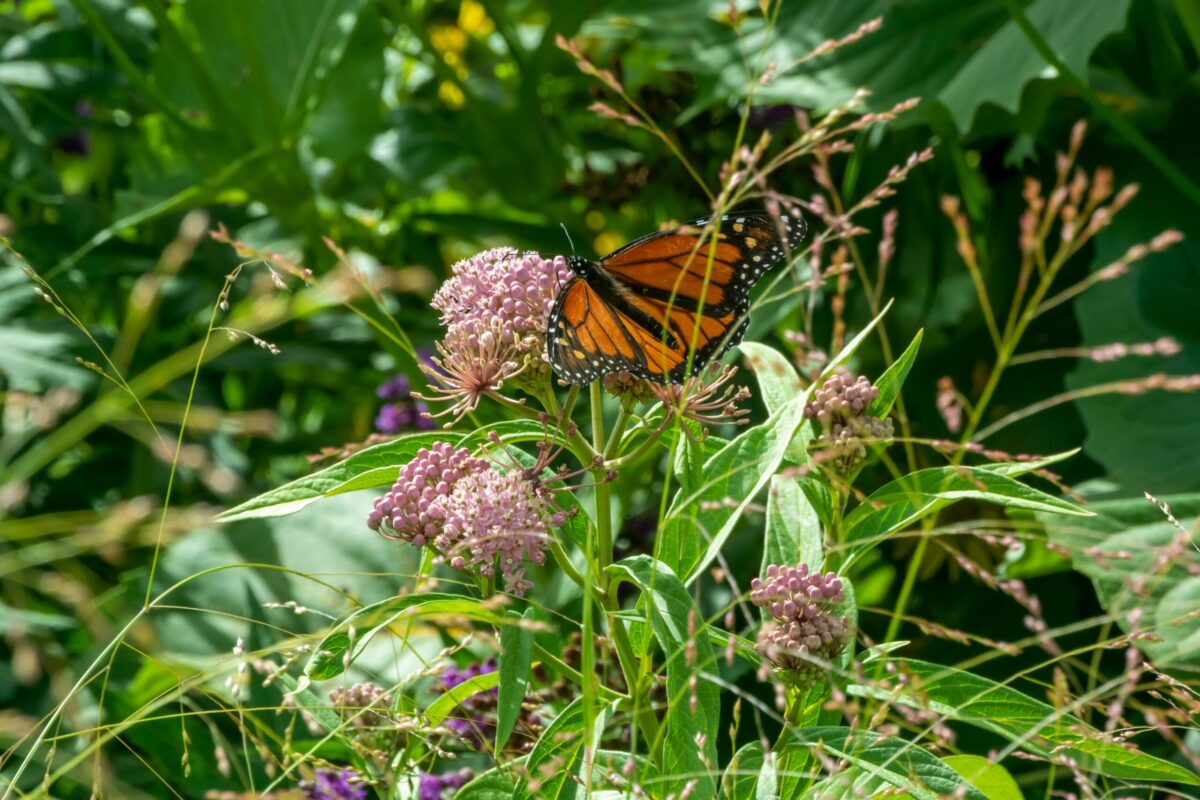 Wisconsinites Embrace Native Landscaping - Mid-West Farm Report