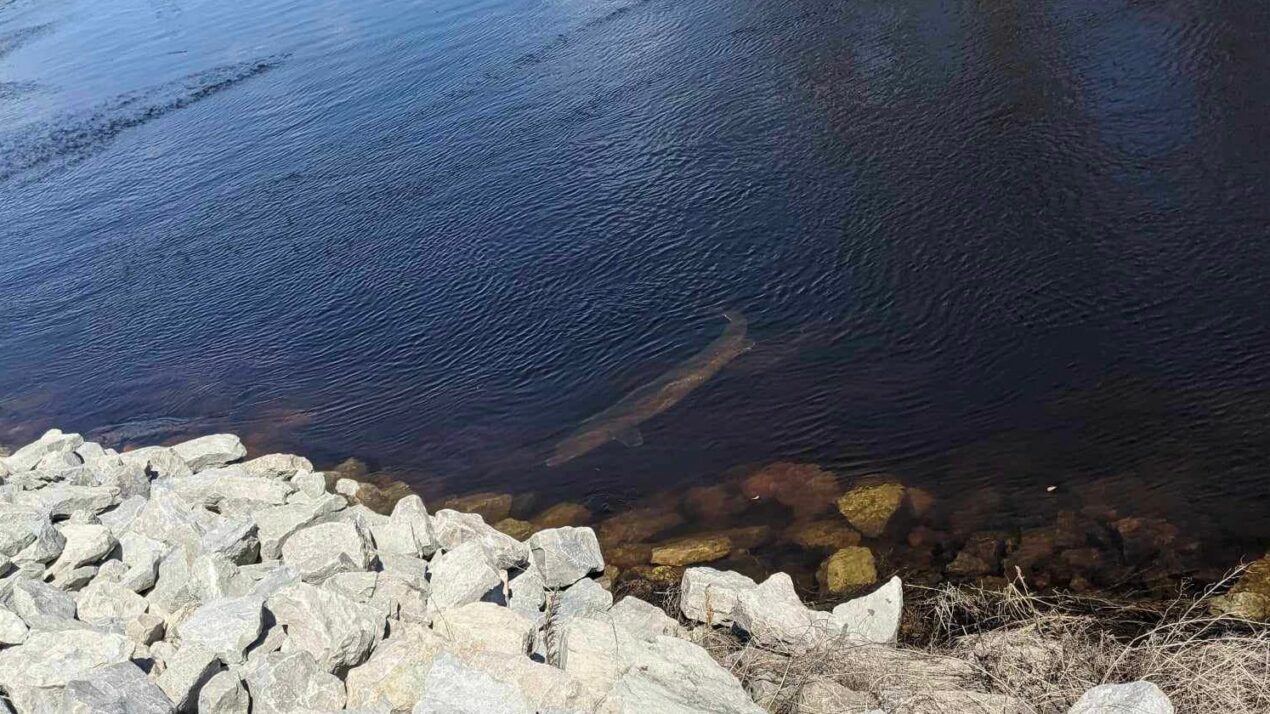 Catch a Glimpse of Spawning Sturgeon This Spring - Mid-West Farm Report