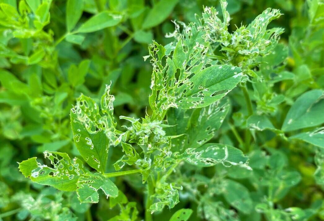 Peak Alfalfa Weevil Season Starts In North - Mid-West Farm Report