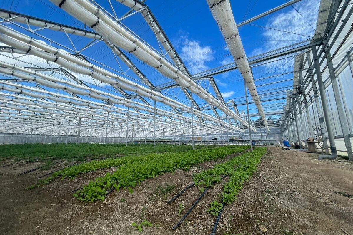 Students Gain Hands-On Agricultural Experience in the Bahamas - Mid ...