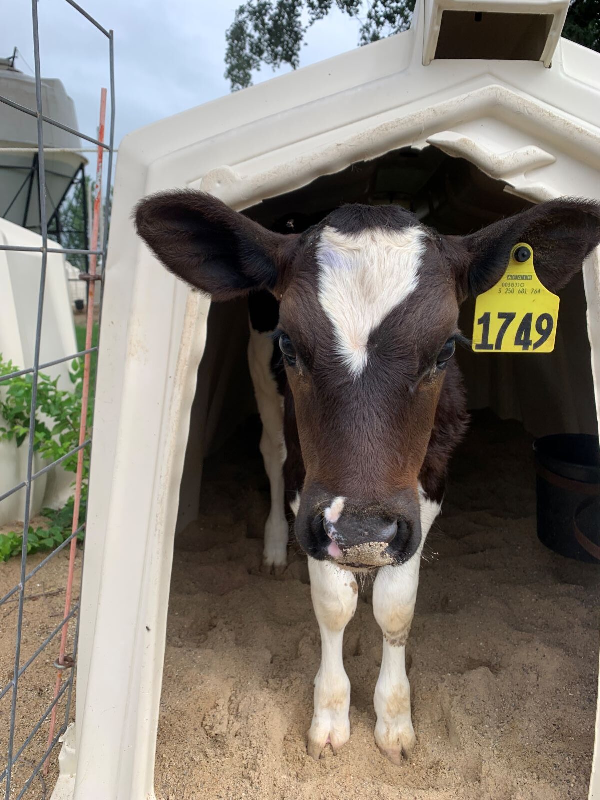 Improving Calf Health in Heat - Mid-West Farm Report