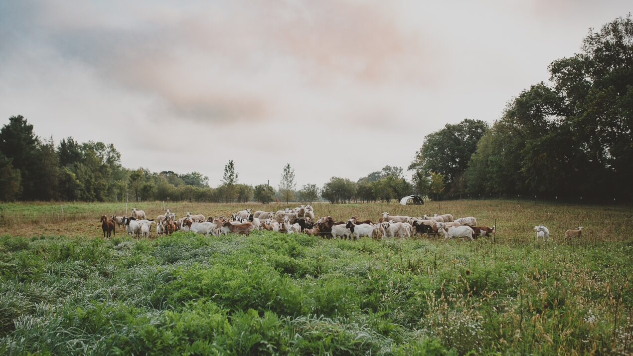 Beyond Beef: Cylon Rolling Acres is Making Goat Meat a Star - Mid-West ...