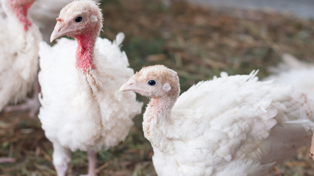 HPAI Strikes Turkeys - First WI Case Since January - Mid-West Farm Report
