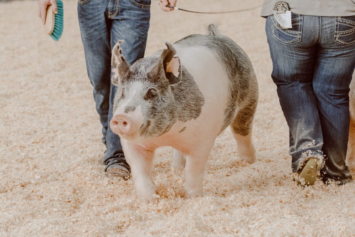 Mark Your Calendar For The Show Pig Symposium - Mid-West Farm Report