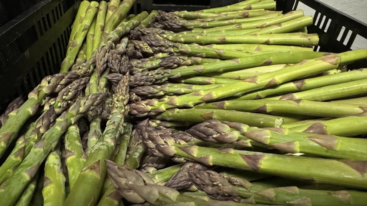 A Bountiful Year For Wisconsin Asparagus Farmers - Mid-West Farm Report